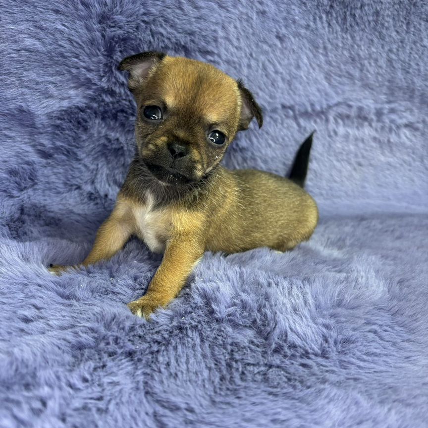 Супер мини девочка