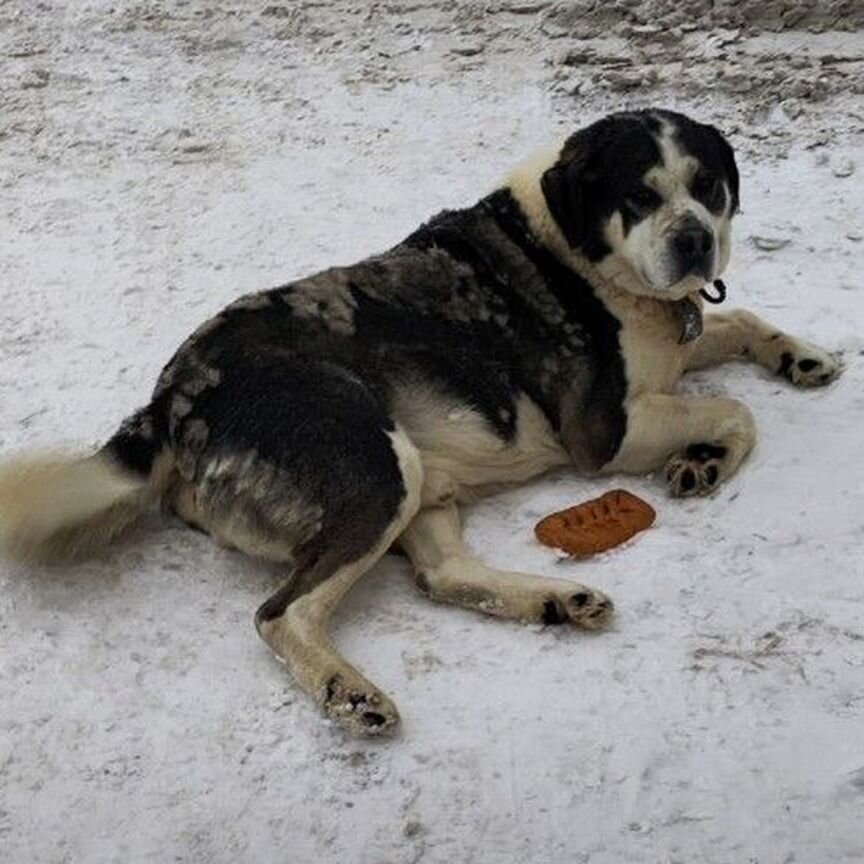 Замечена крупная собака, Ул. Крауля