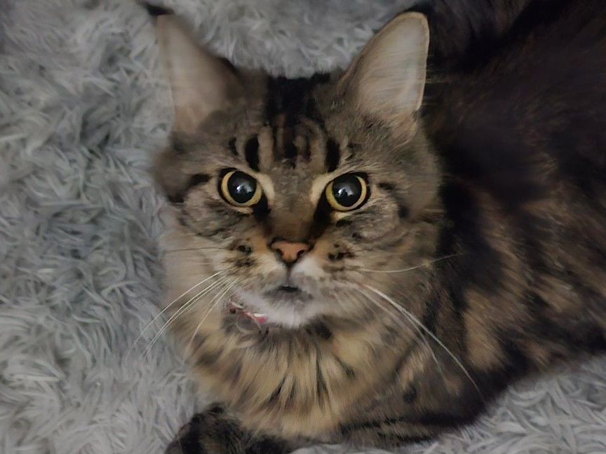 Котята мейн-кун