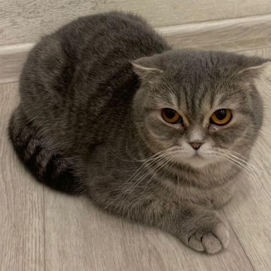 Шотландская вислоухая кошка серая