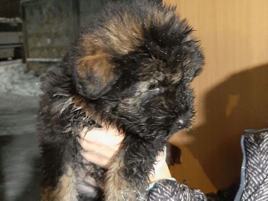 Щенок медвежонок