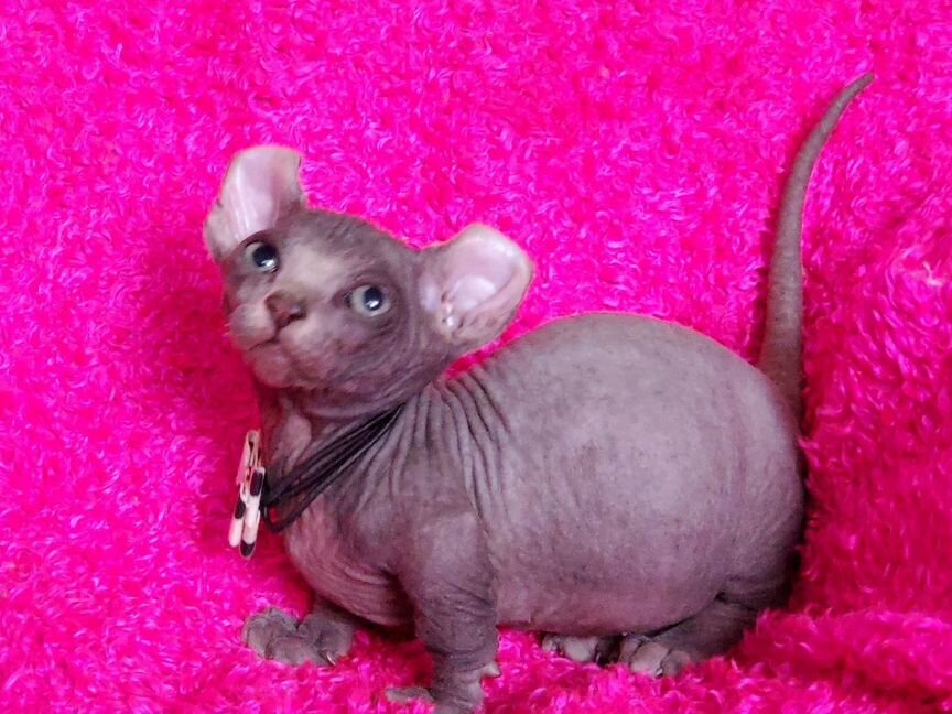 Мини двельф кошечка голубая табби