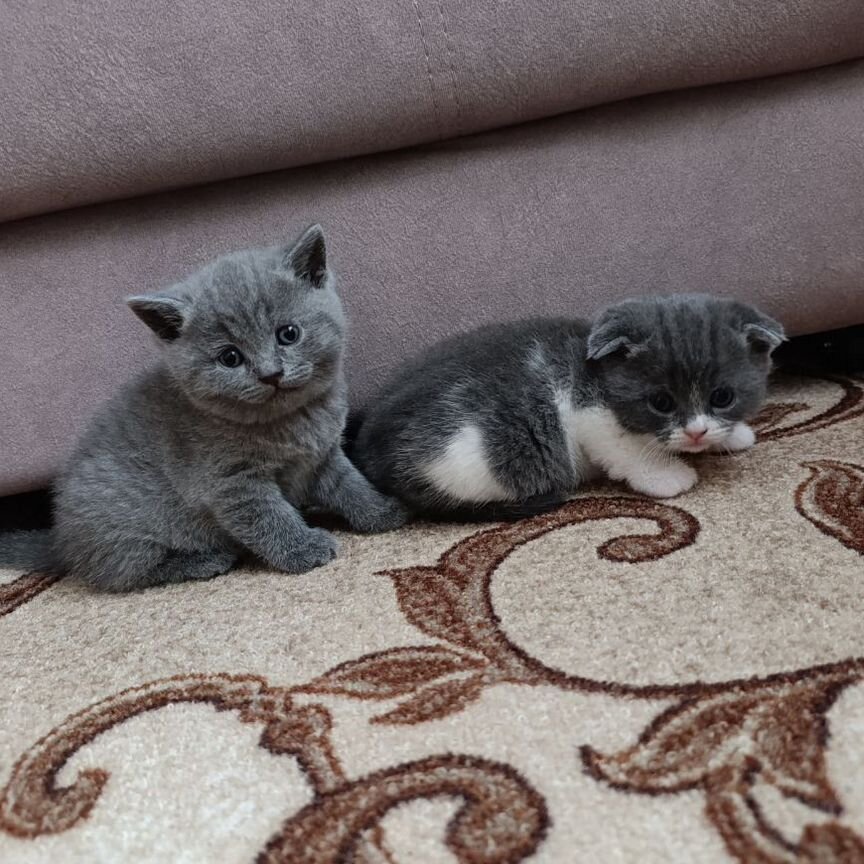 Шотландский вислоухий короткошёрстный котёнок