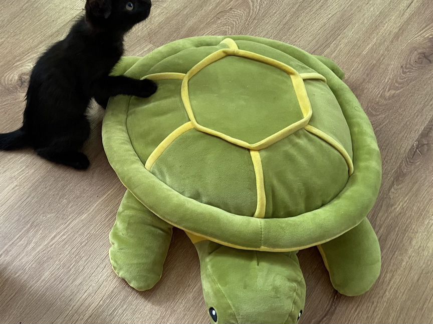 Котенок 3 месяца