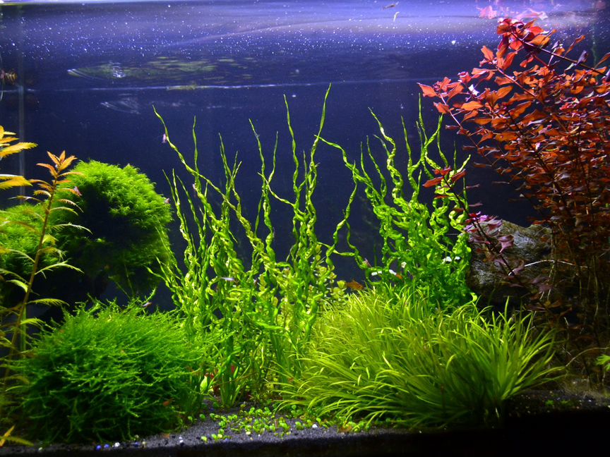 Растения для аквариума