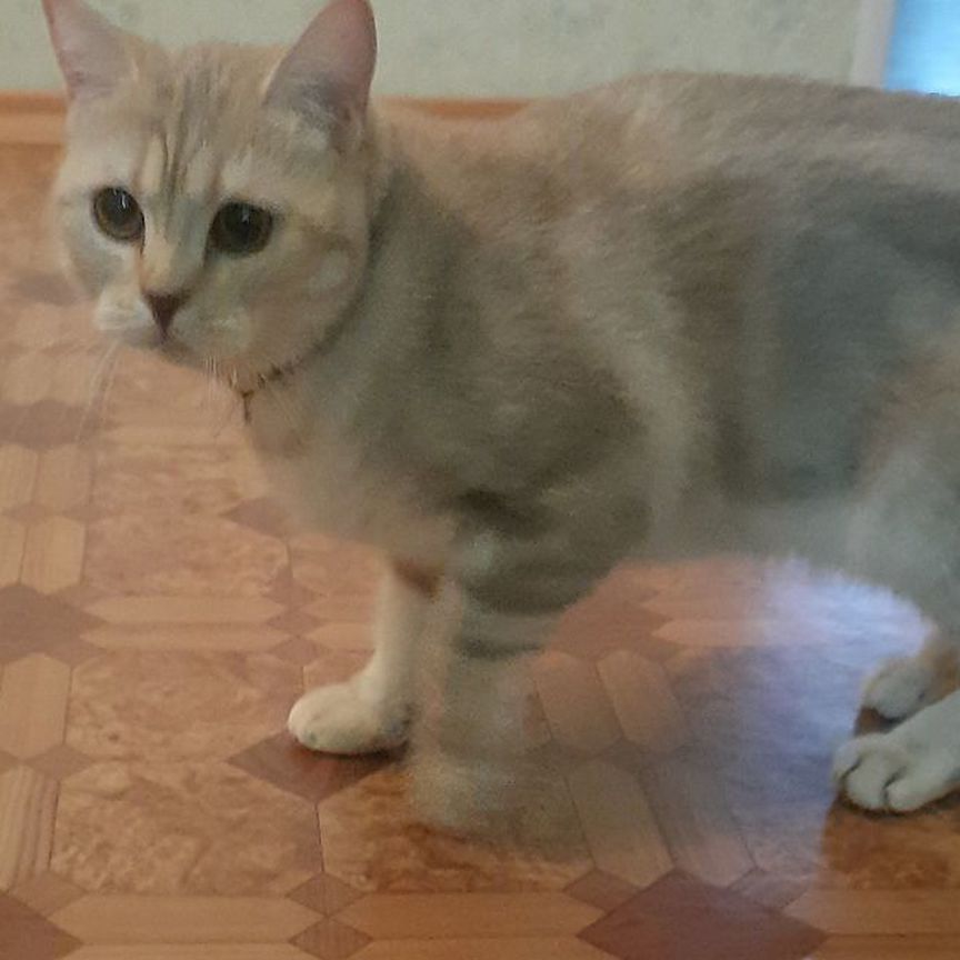 Шотландская прямоухая короткошёрстная, взрослая кошка