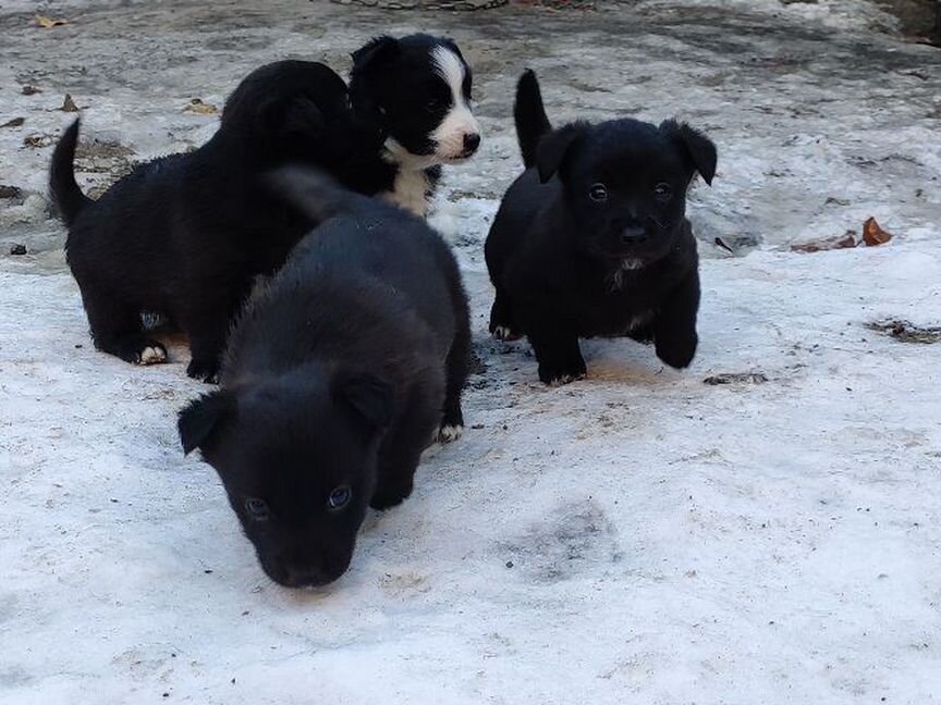 Щенок в добрые руки