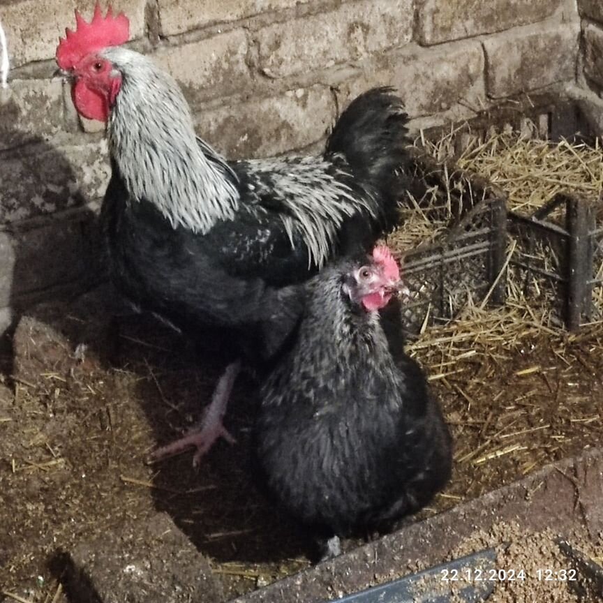 Семья мараны чс