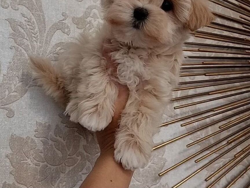 Кукольная мини девочка мальтипу Ф1