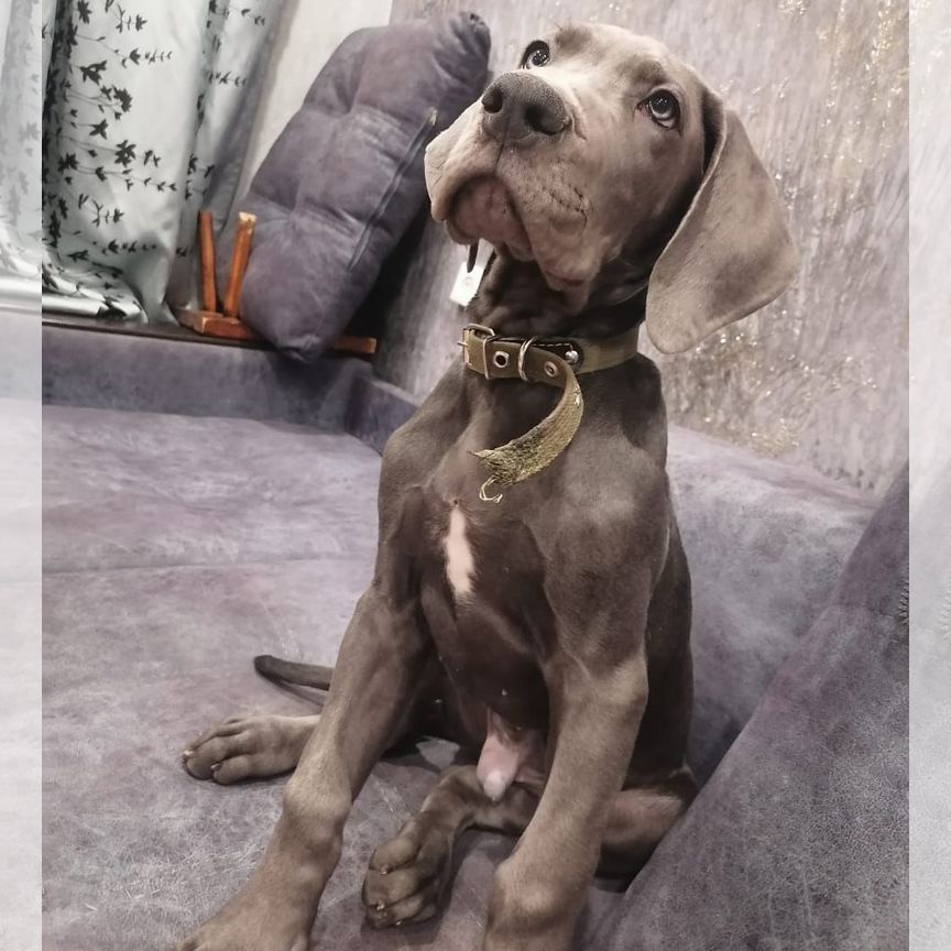 Щенки немецкого дога