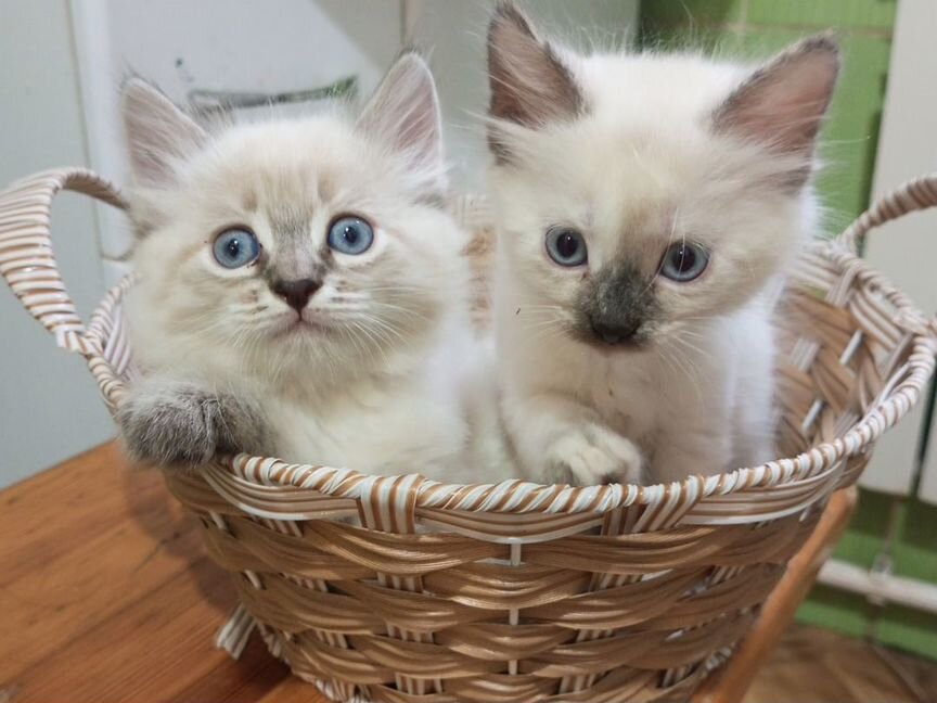 Продам котят