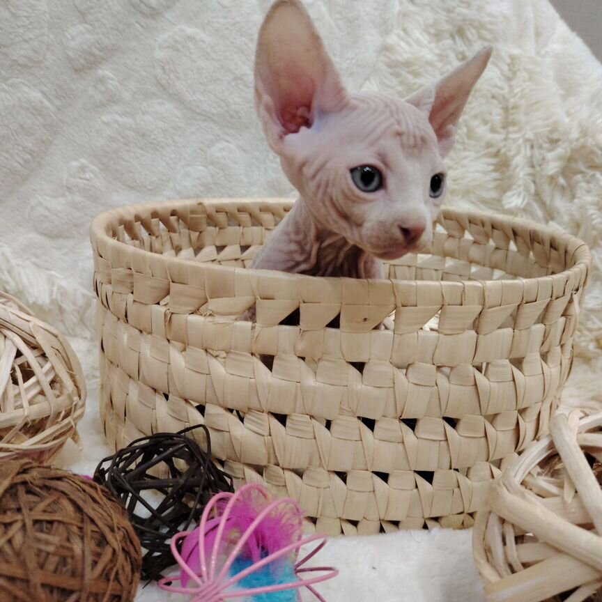 Канадский сфинкс котенок