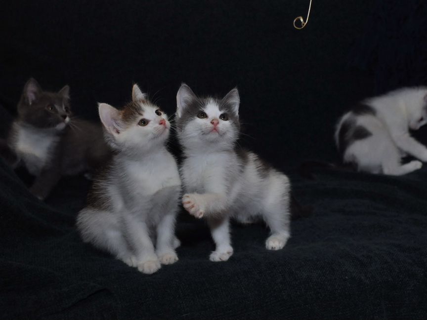 Очаровательные котята