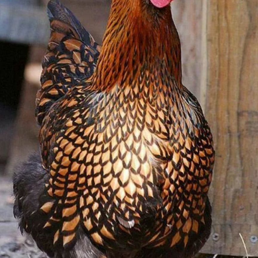 Курицы Виандот