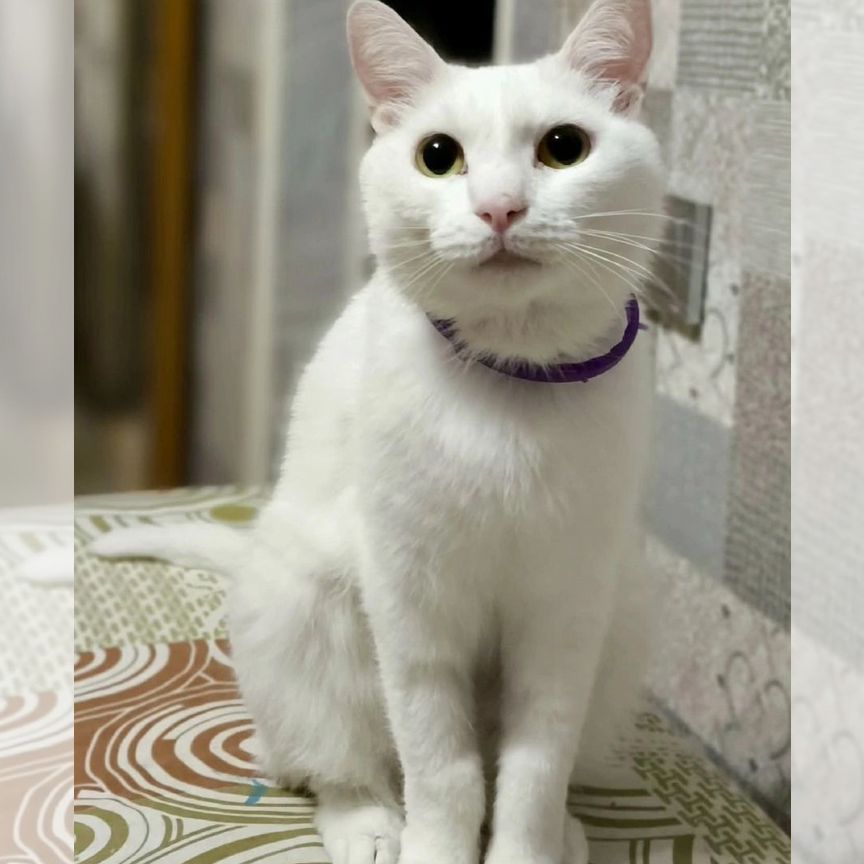 Алтайский кот, взрослый