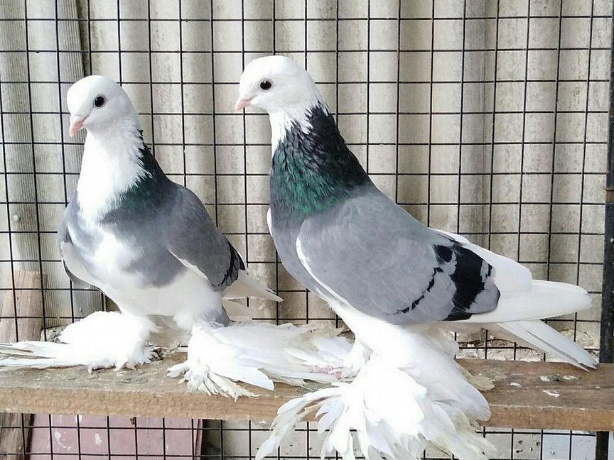 Голубеводство