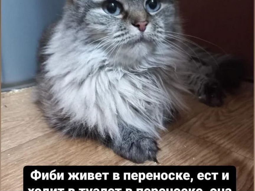 Голубоглазая кошечка