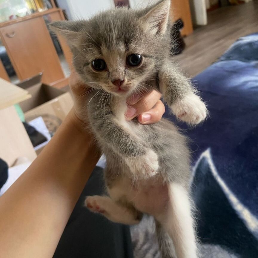 Британский короткошёрстный котёнок