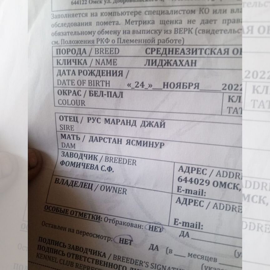 Среднеазиатская овчарка, взрослый пёс