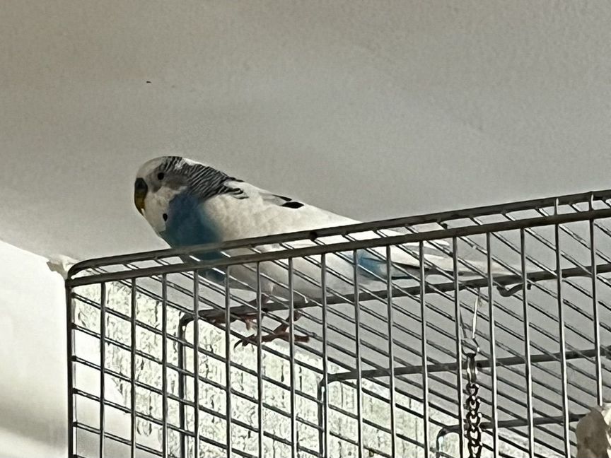 Волнистые попугаи, самцы