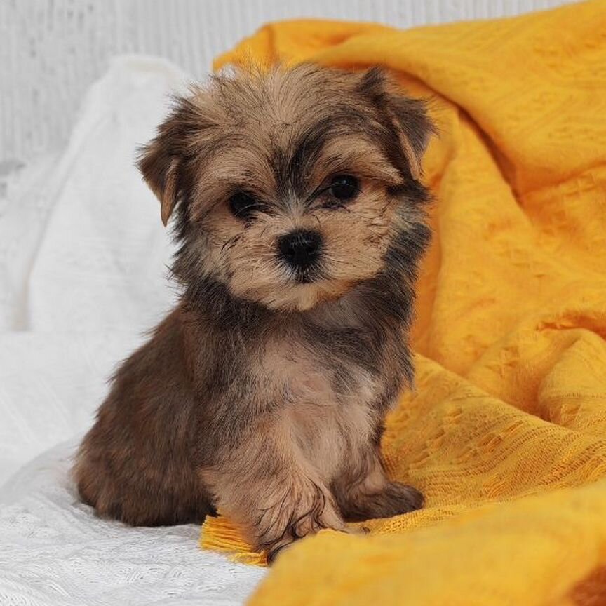 Йоркширский терьер, щенок