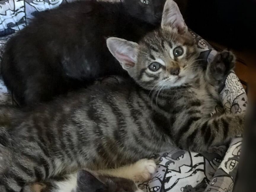 Котенок Шалфей