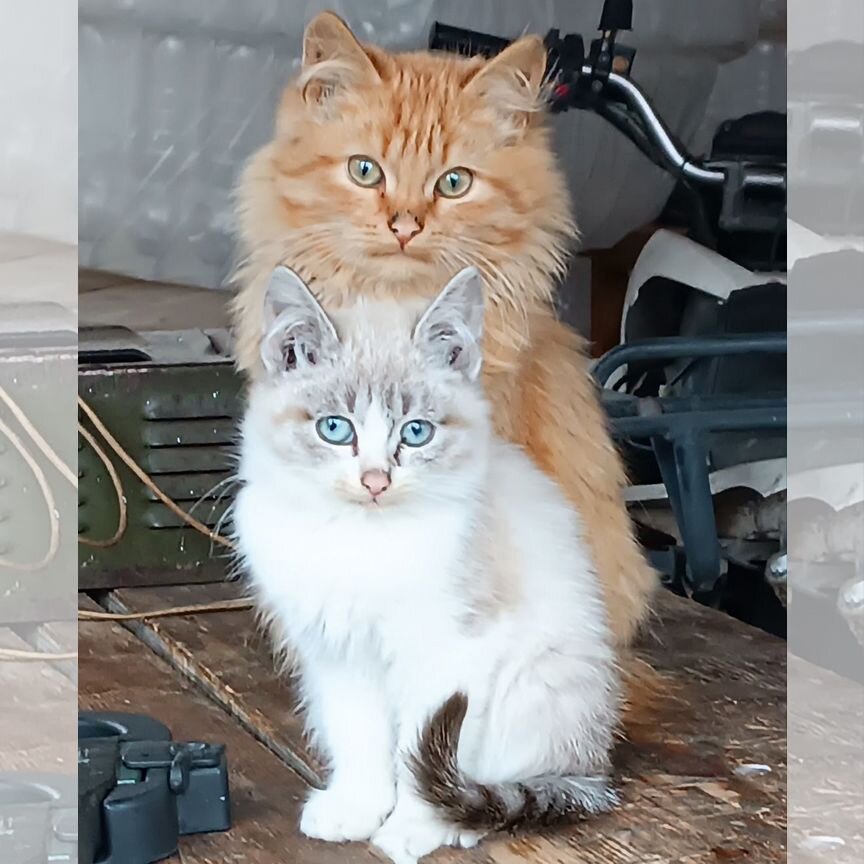 Безвозмездно даруем котят в надёжные руки
