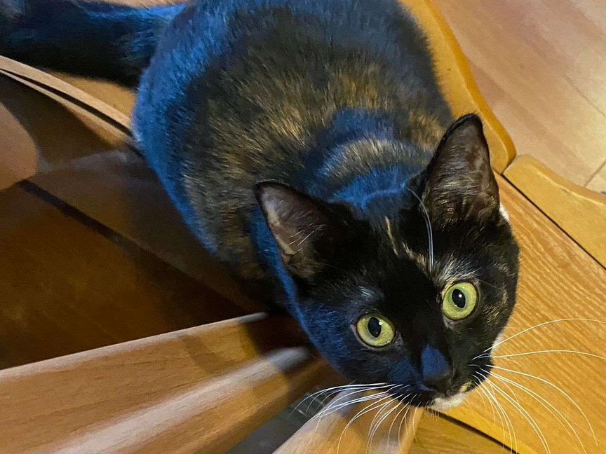 Кошка совенок 1 год. Стала никому не нужна