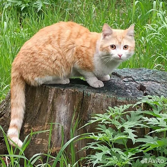Кот Котик ищет дом