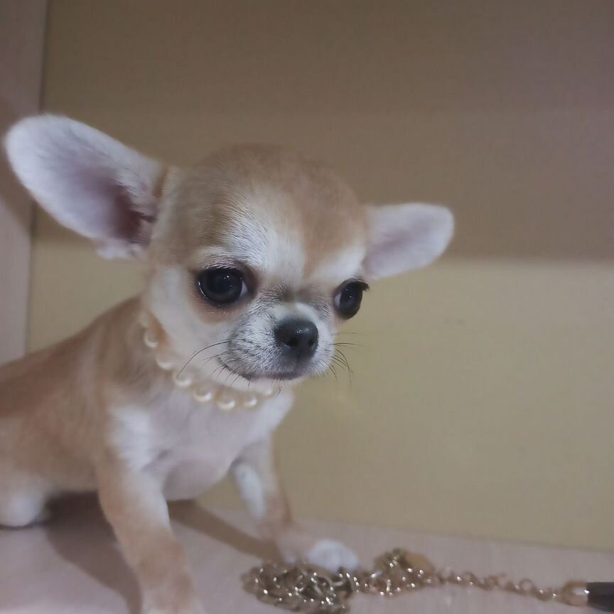 Мини девочки