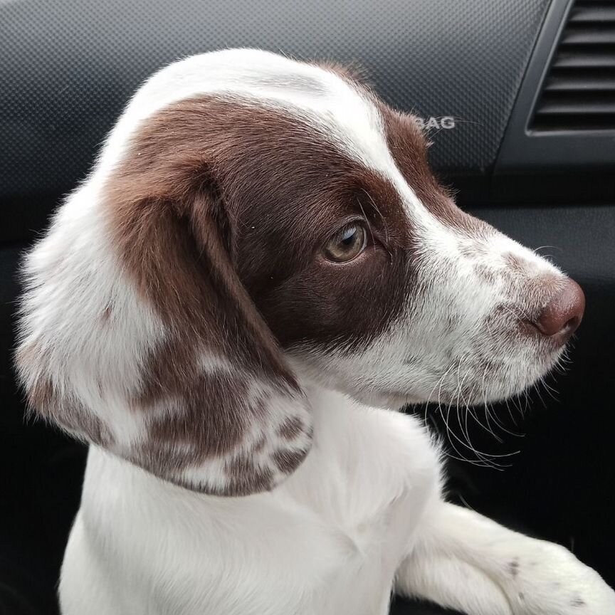 Русский охотничий спаниель, щенок