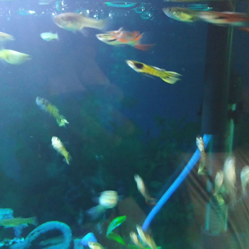 Аквариумные рыбки гуппи