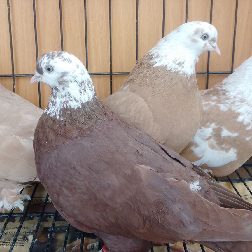 Продажа голубей
