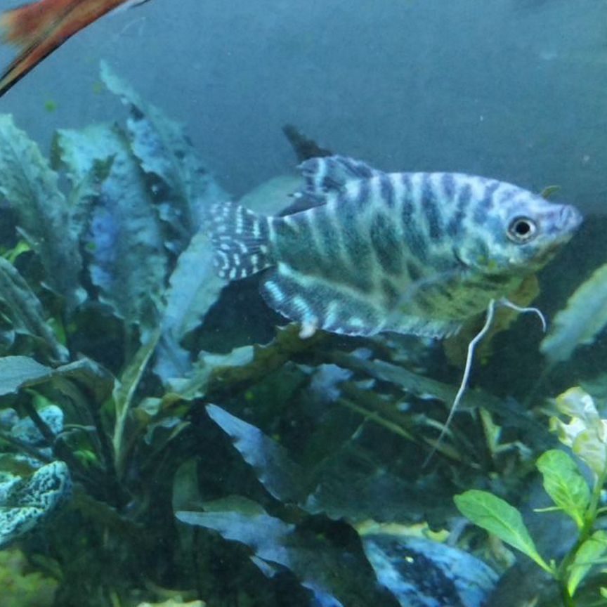 Гурами мраморный