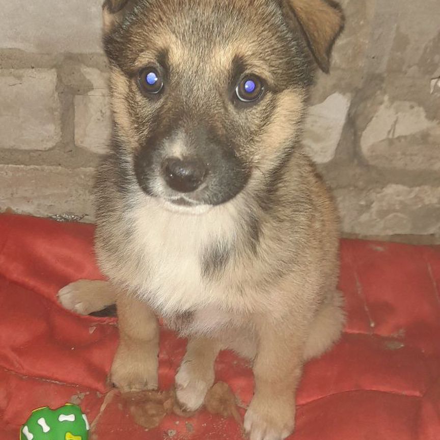 Щенок в добрые руки бесплатно Воронеж