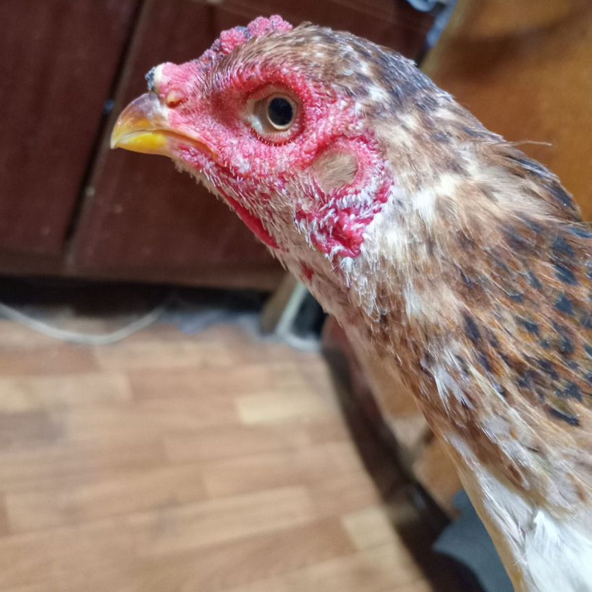 Куры порода грек чистый кровь