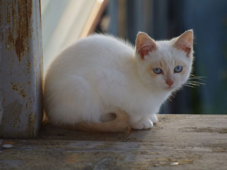 Котёнок ищет дом