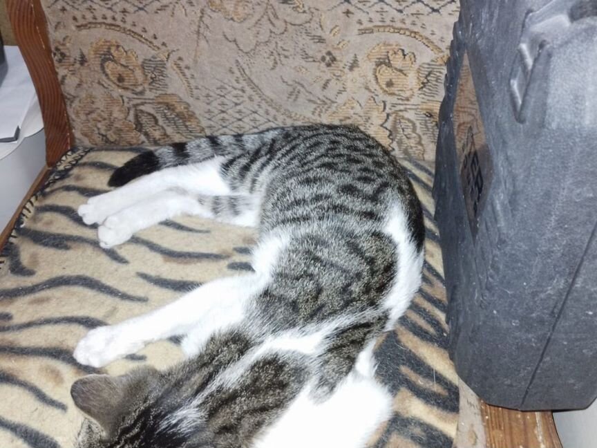 Котик-подросток