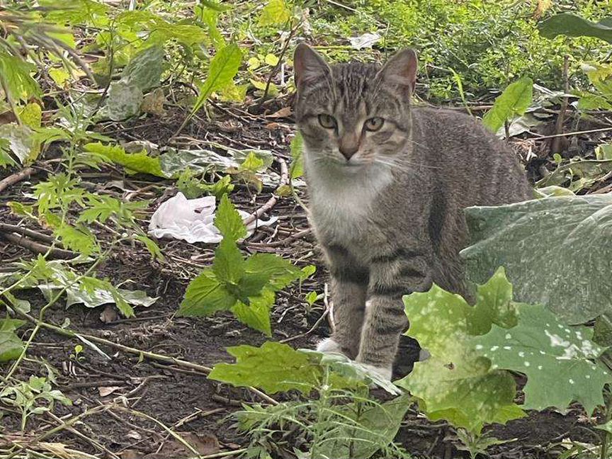 Котёнку нужен дом