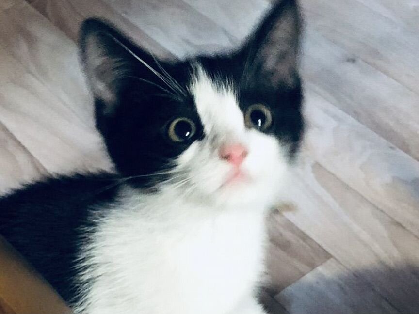 Котик ищет дом