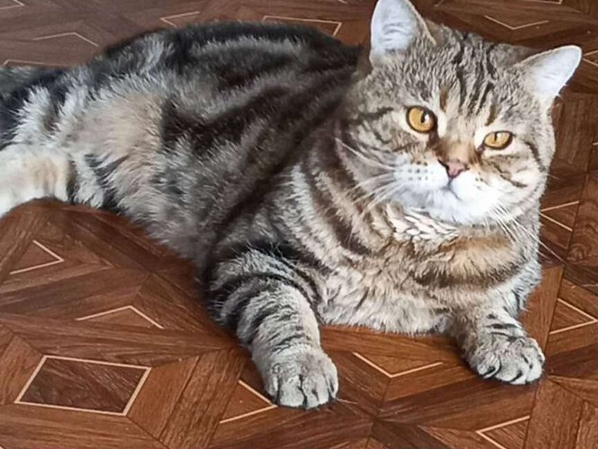 Кот на вязку