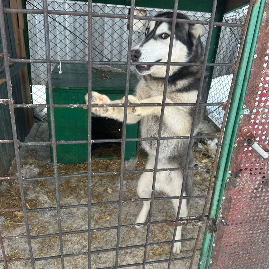 Сибирский хаски