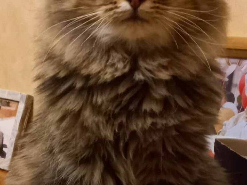 Кошке нужен дом