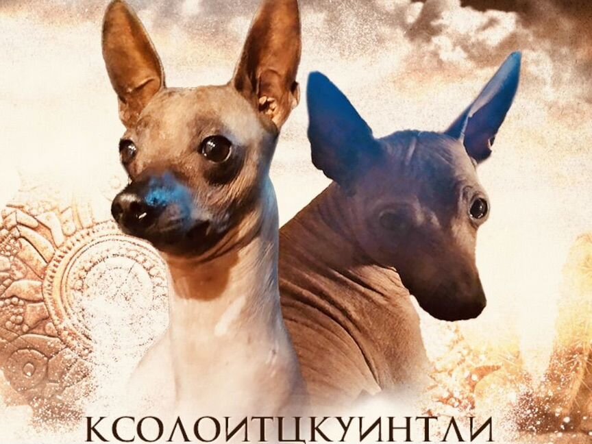 Ксолоицкуинтли мини