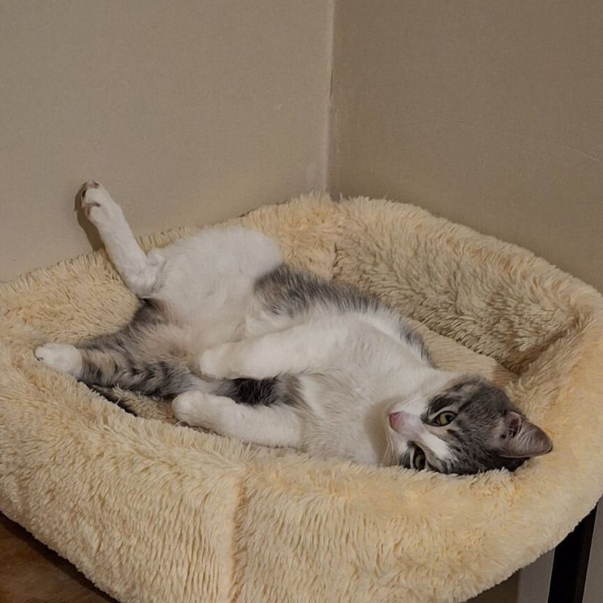 Котик в добрые руки