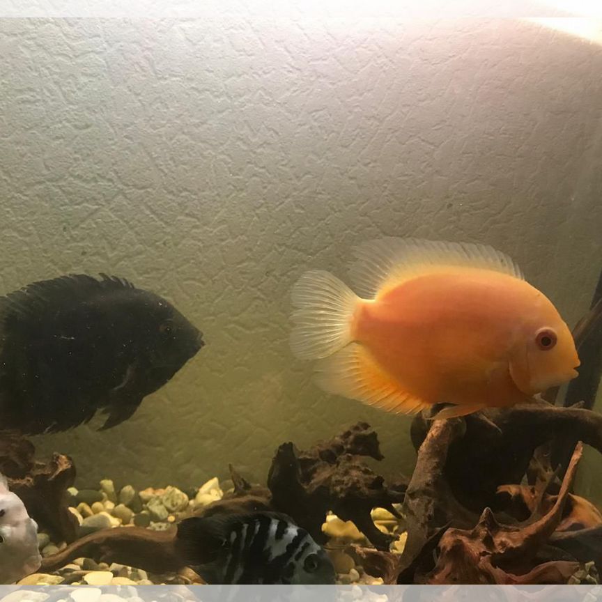 Северум моутбридер и Северум голд