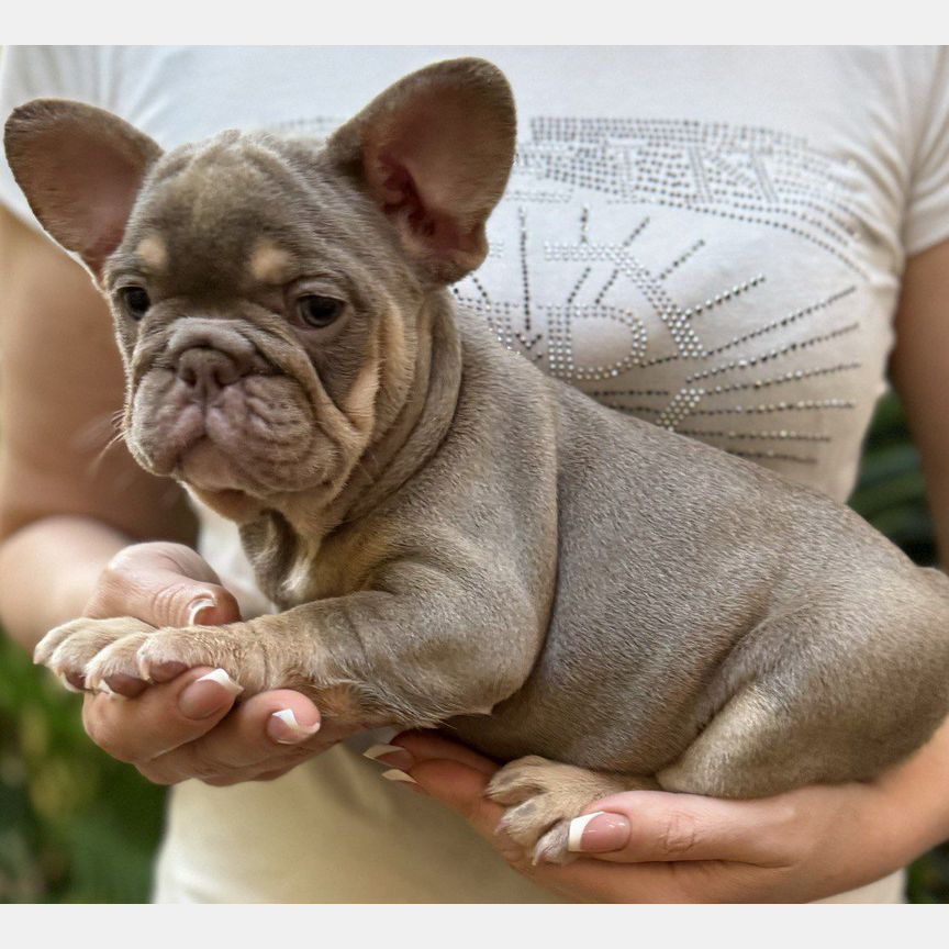 Изабелла подпал девочка французский бульдог