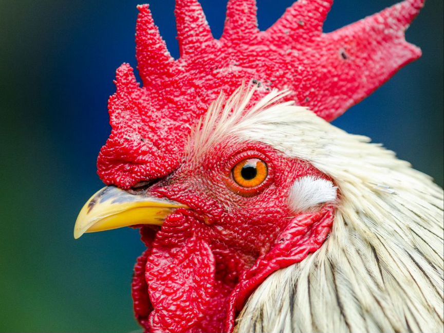 Петушки, утки