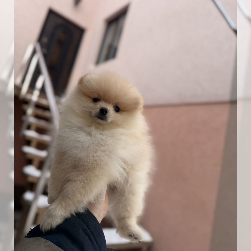 Померанский шпиц, щенок