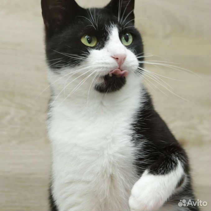 Кот Грузин около 2 х лет